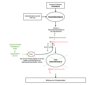 Arachidonsäure und Samter-Trias – Samter-Trias