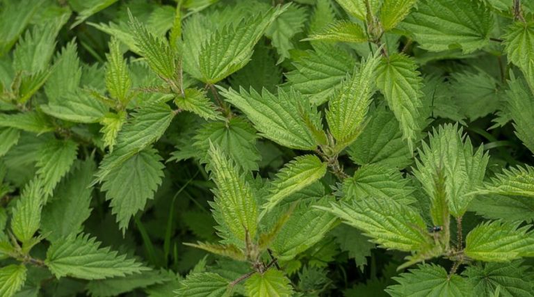 Samter-Trias – Informationen zu Asthma, Polypen und Salicylsäure ...