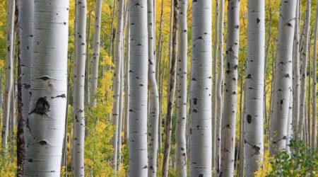 Samter-Trias – Informationen zu Asthma, Polypen und Salicylsäure ...